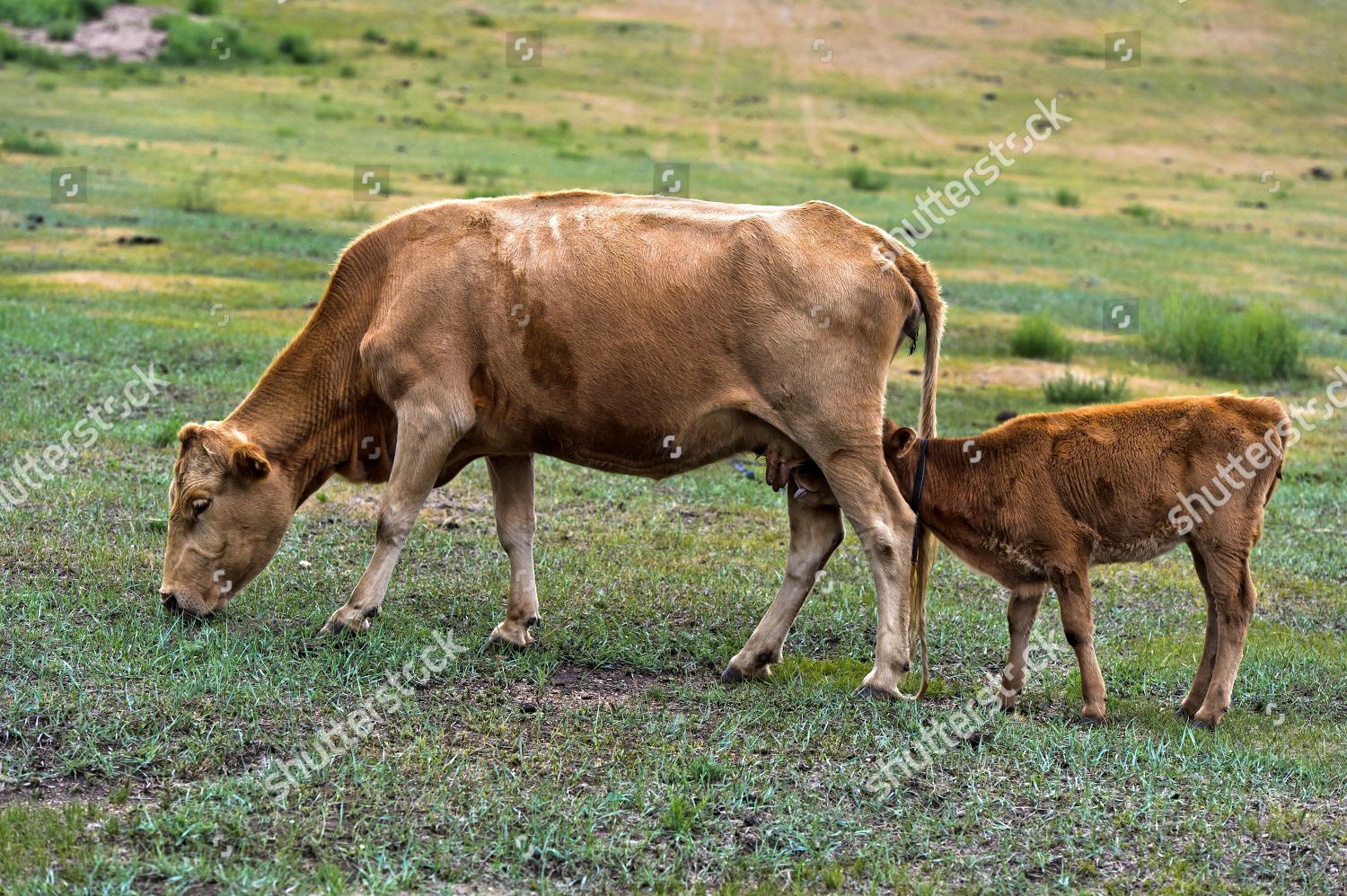 Cow Sucking Calf Gorchitereldsch National Park Editorial Stock Photo ...