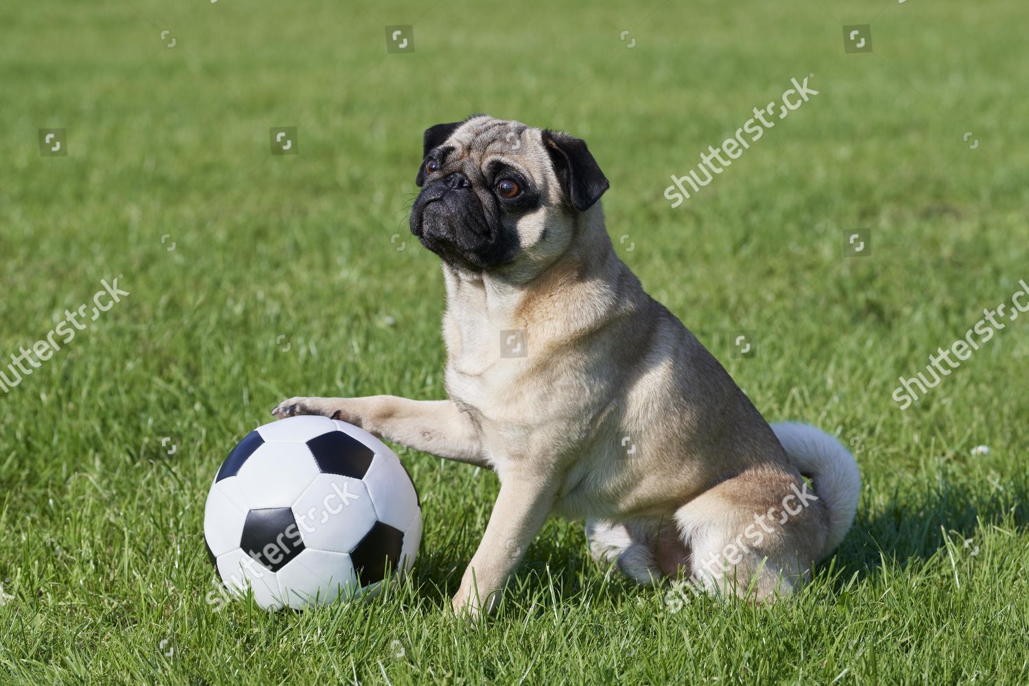 Pug Soccer Ball Editorial Stock Photo - Stock Image | Shutterstock