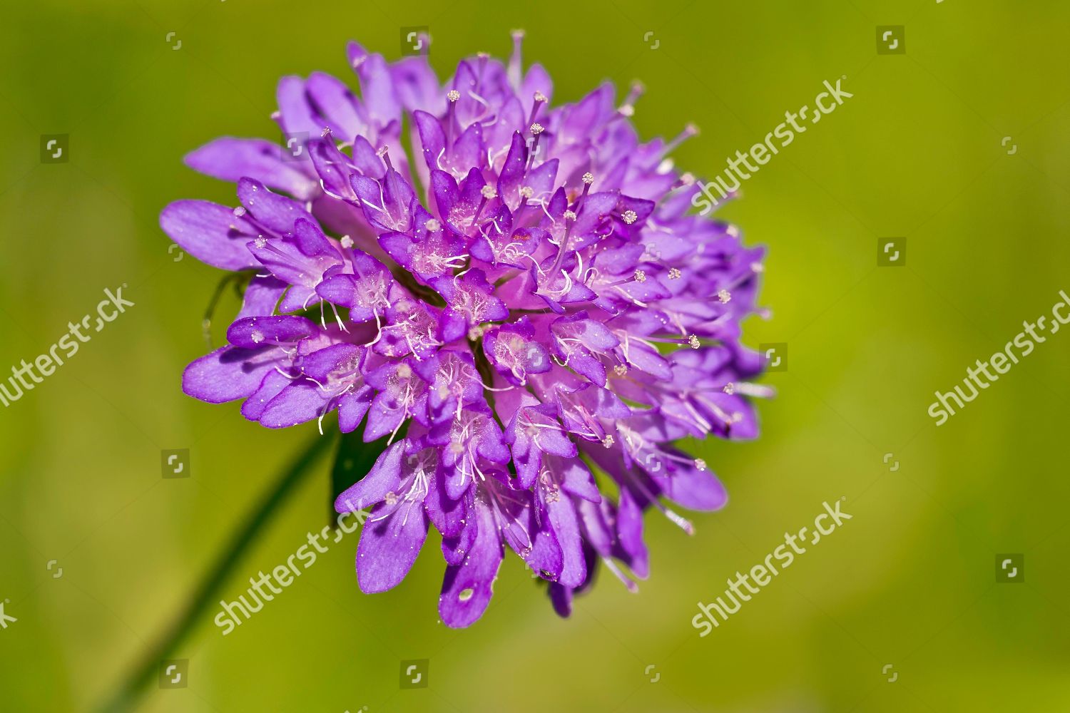 Forest Widow Flower Knautia Dipsacifolia Burgenland Editorial Stock ...