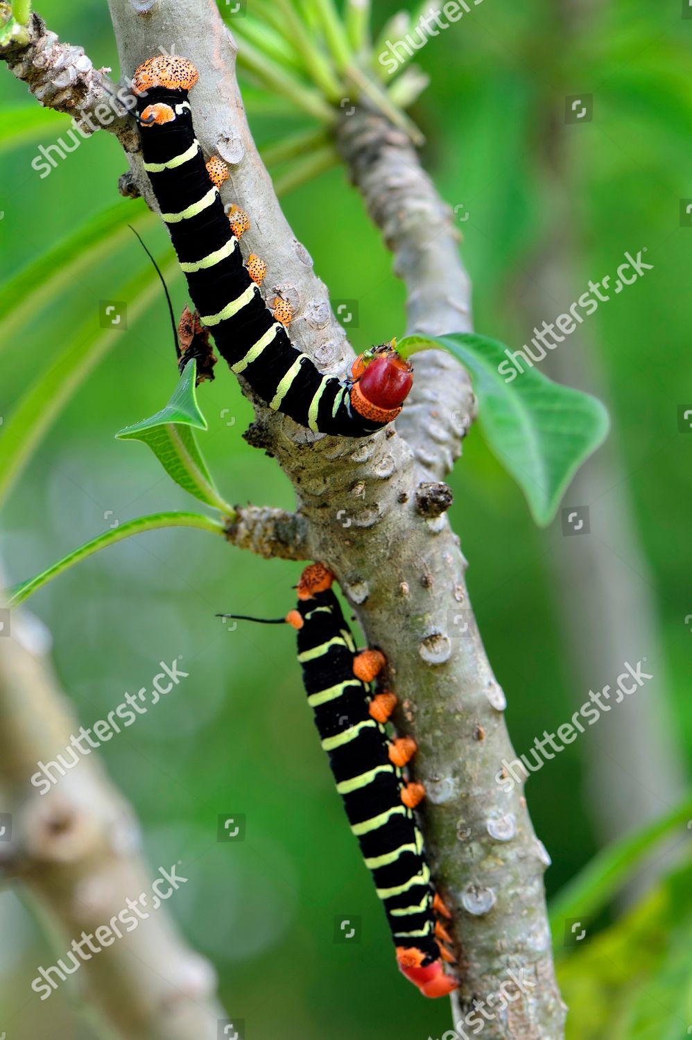 Tetrio Sphinx Moth Pseudosphinx Tetrio Raupen Editorial Stock Photo ...