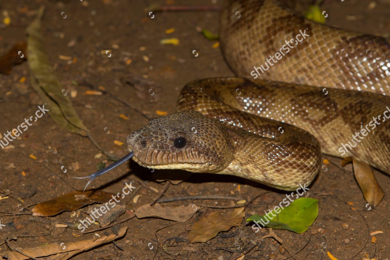 Madagascar Tree Boa Sanzinia Madagascariensis Rainforest Editorial ...