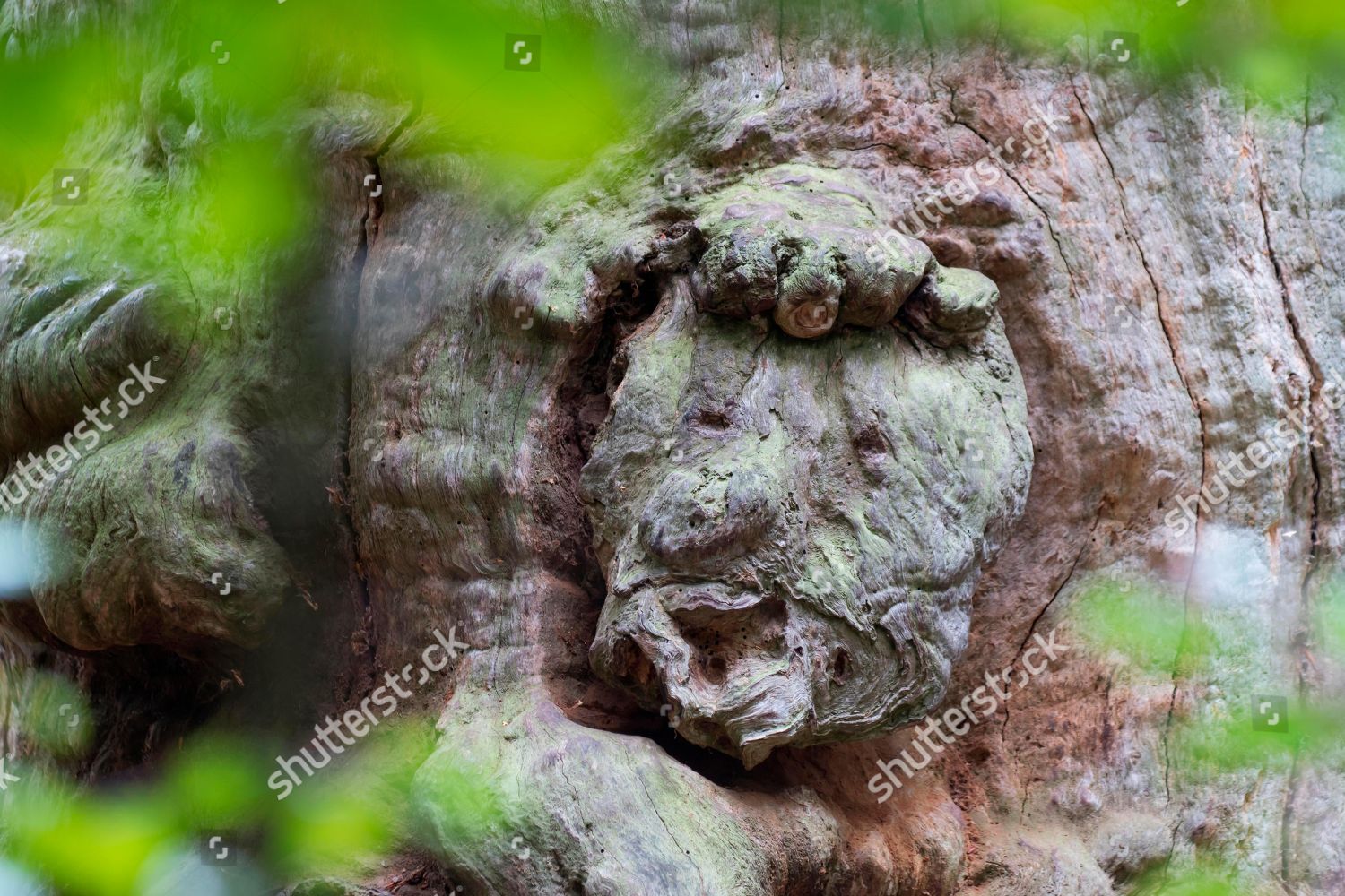 Gnarly Face Knotted Tree Trunk 800 Editorial Stock Photo - Stock Image ...