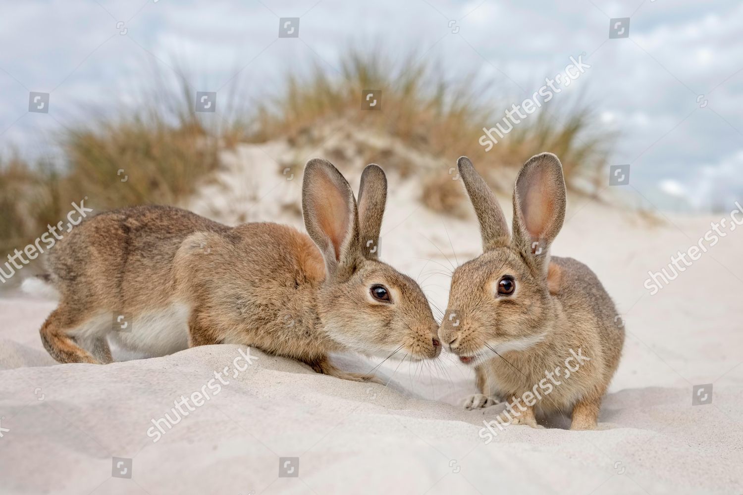 Wild Rabbits Oryctolagus Cuniculus Beach Dunes Editorial Stock Photo ...