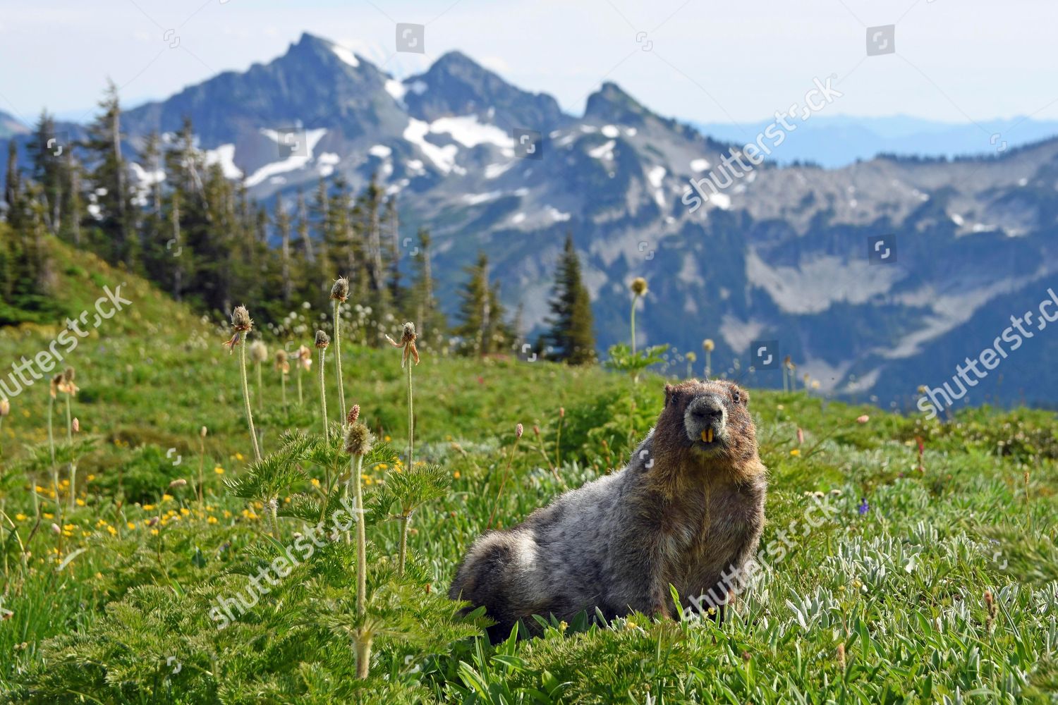 Marmot Marmota Showing Front Teeth Behind Editorial Stock Photo - Stock ...