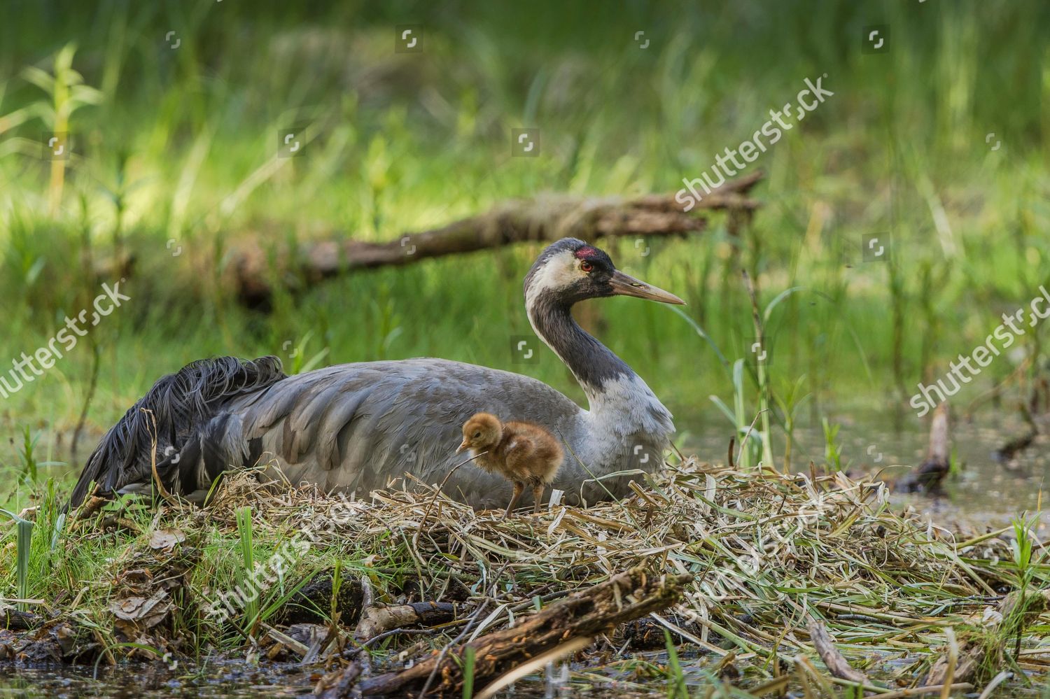 Common Eurasian Crane Grus Grus Brooding Editorial Stock Photo - Stock Image | Shutterstock