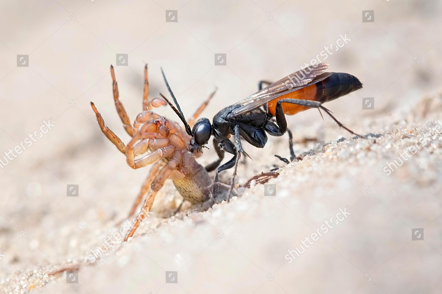 Spider Wasp Anoplius Infuscatus Holding Captured Editorial Stock Photo ...
