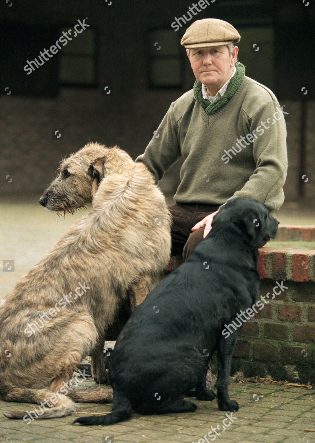 Trainer David Elsworth His Irish Wolfhound Editorial Stock Photo ...