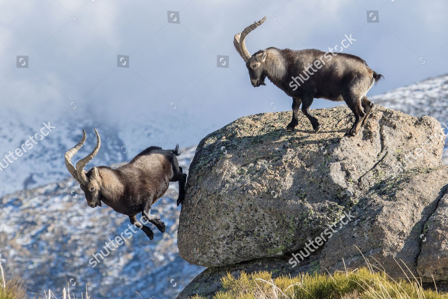 Mountain Goats Fighting On Edge Cliff Editorial Stock Photo - Stock ...