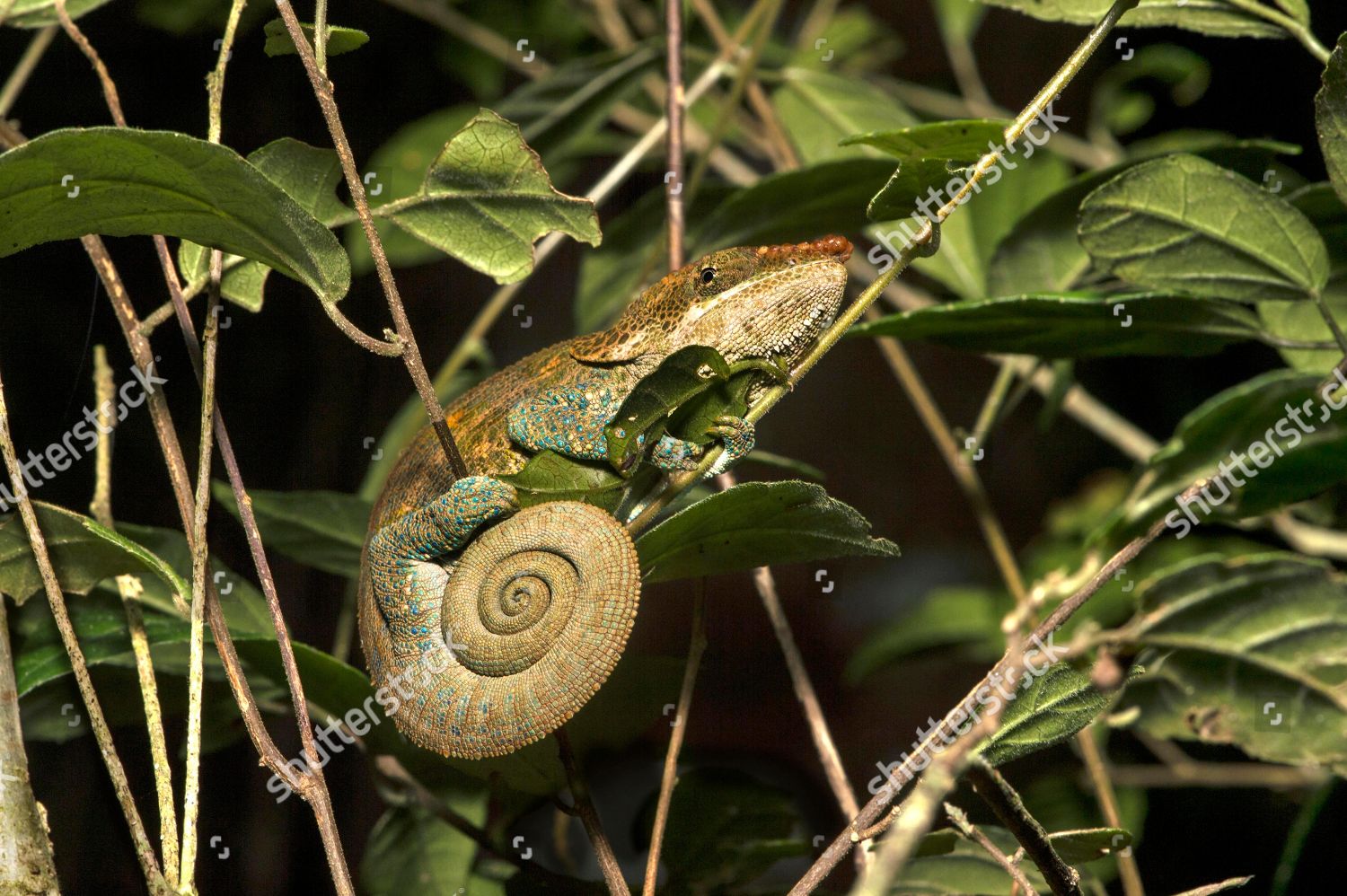 Shorthorn Chameleon Calumma Crypticum Endemic Anjozorobe Editorial ...