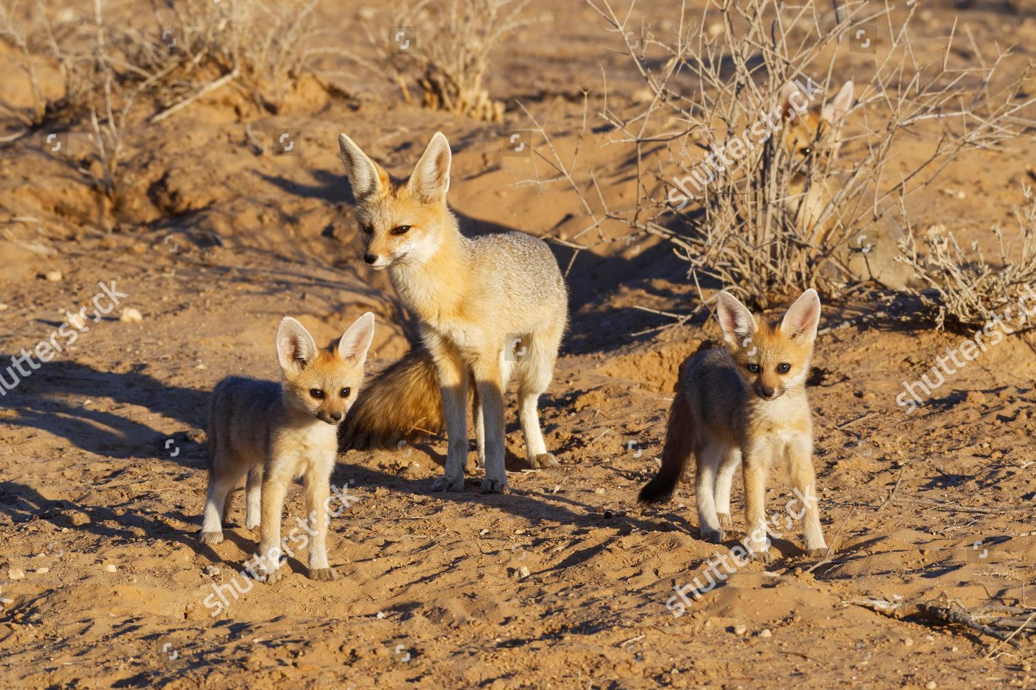 Cape Foxes Vulpes Chama Mother Cubs Editorial Stock Photo - Stock Image ...