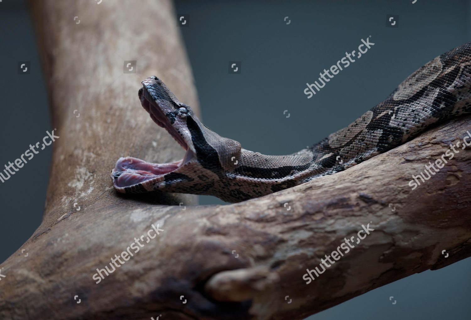 Boa Constrictor Boa Constrictor Open Mouth Editorial Stock Photo ...
