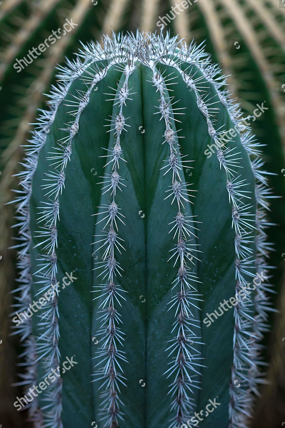 Cacti Mexico Pachycereus Pringlei Botanical Garden Editorial Stock ...