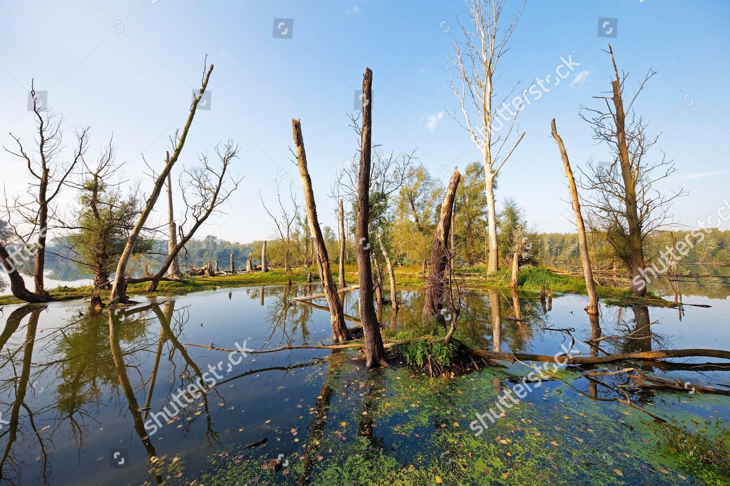 Old Water Dead Trees Floodplain Landscape Editorial Stock Photo - Stock ...