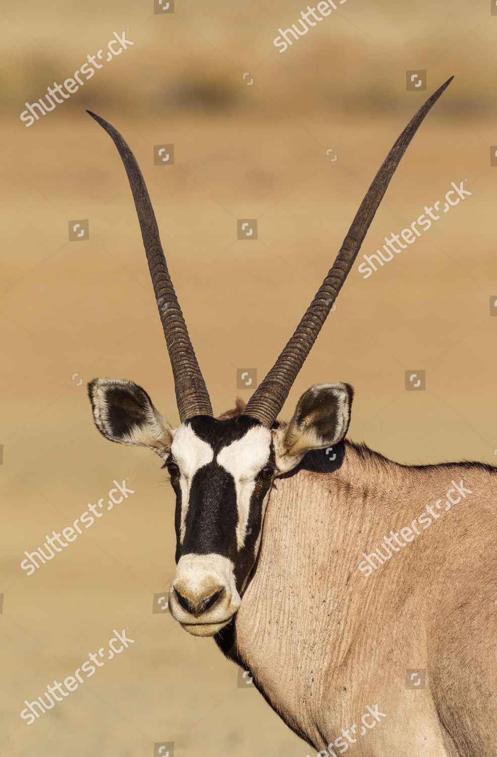 Gemsbok Oryx Gazella Female Portrait Kalahari Editorial Stock Photo ...