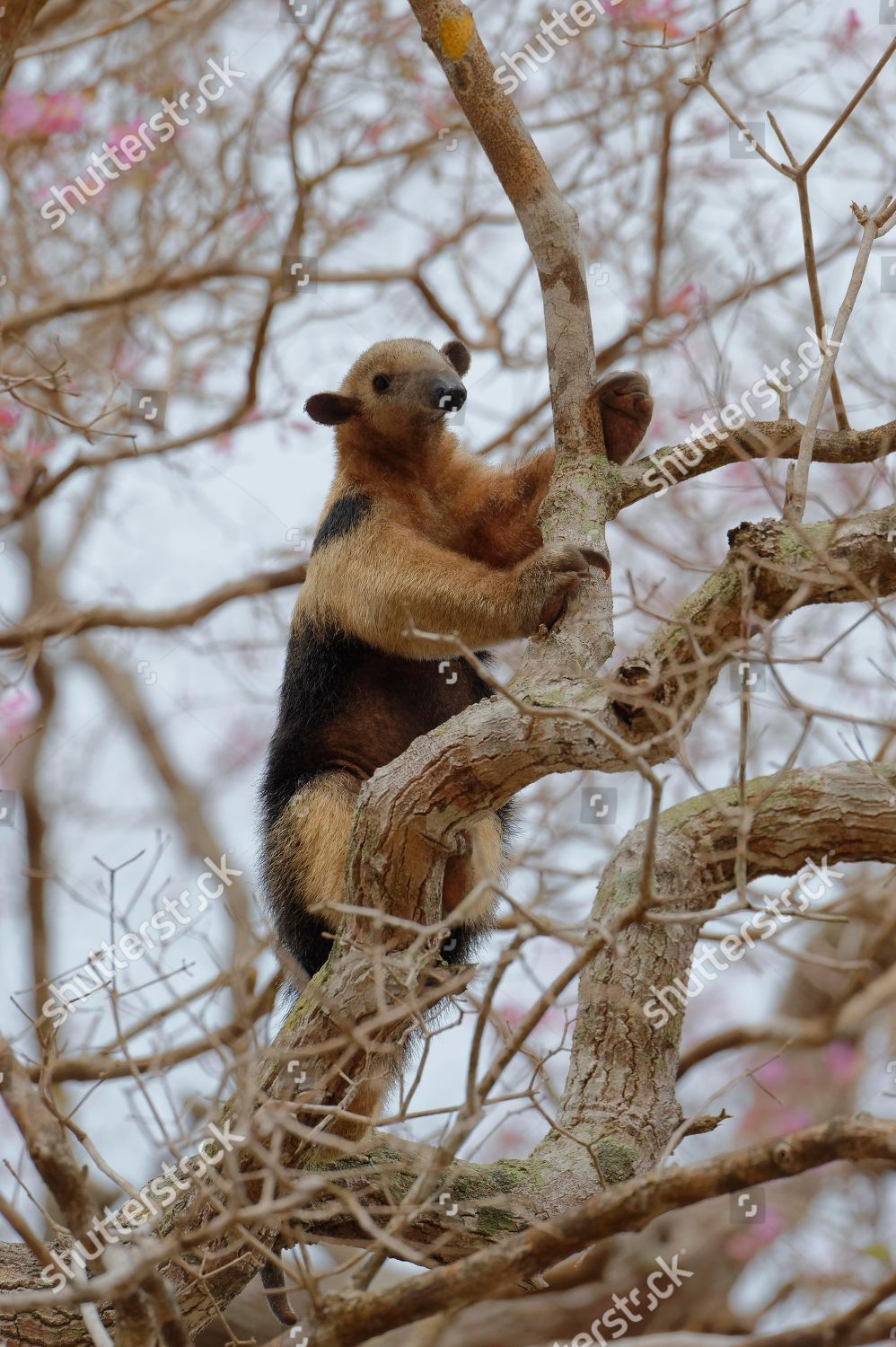Southern Tamandua Tamandua Tetradactyla Climbing On Editorial Stock ...