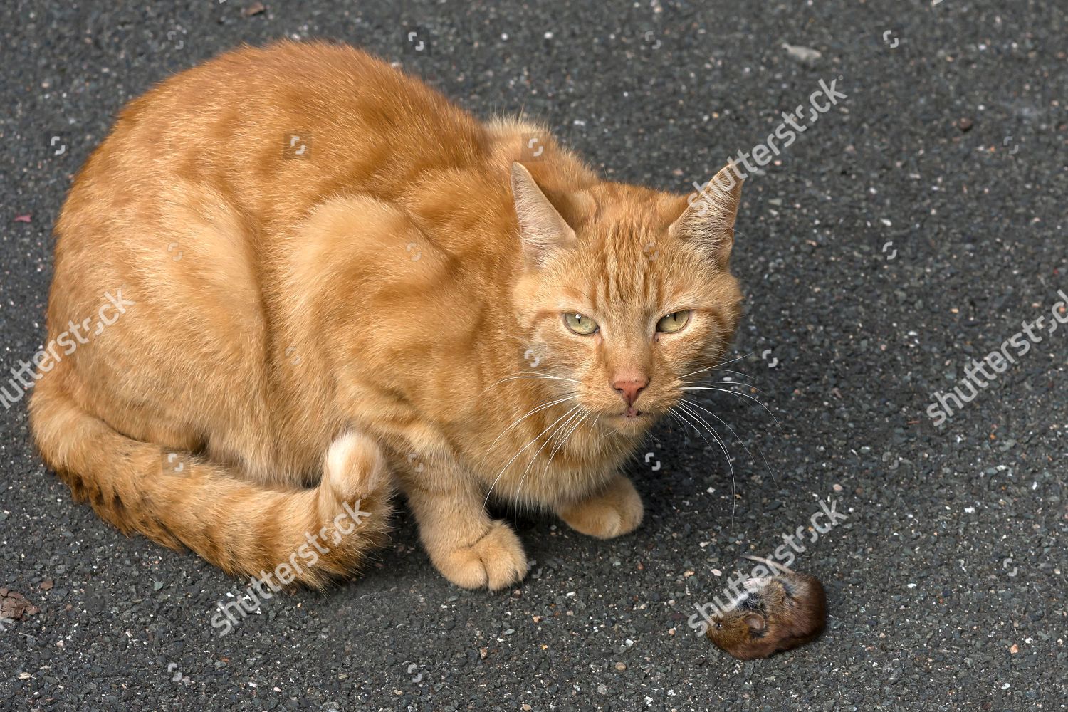 Domestic Cat Felis Catus Captured Common Editorial Stock Photo - Stock ...