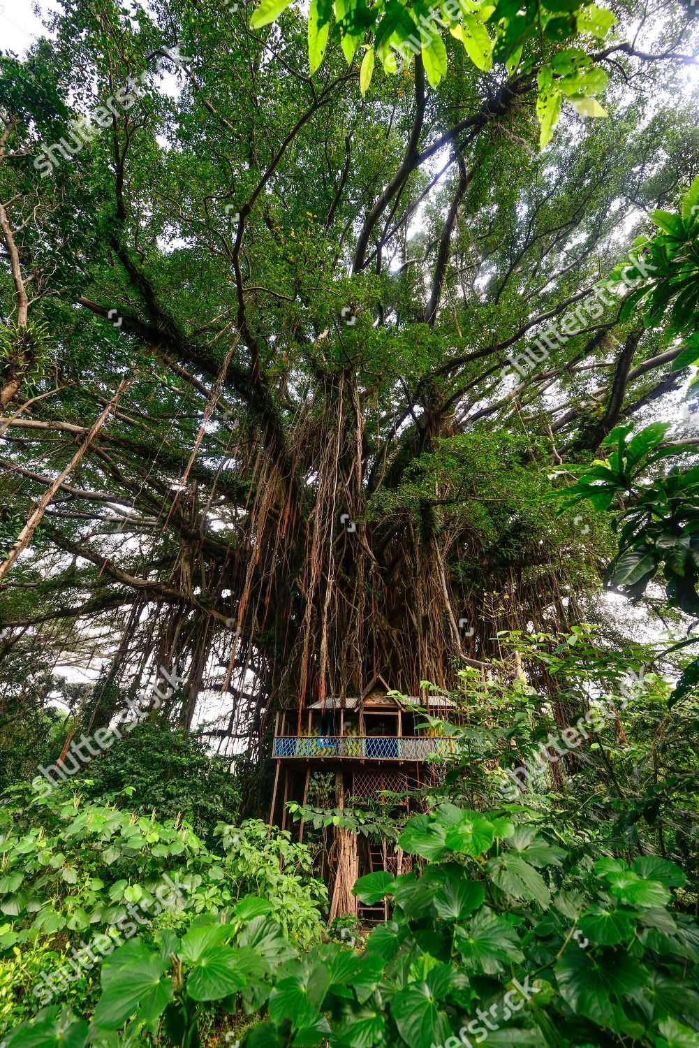 Tree House Banyan Tree Ficus Benghalensis Editorial Stock Photo - Stock ...