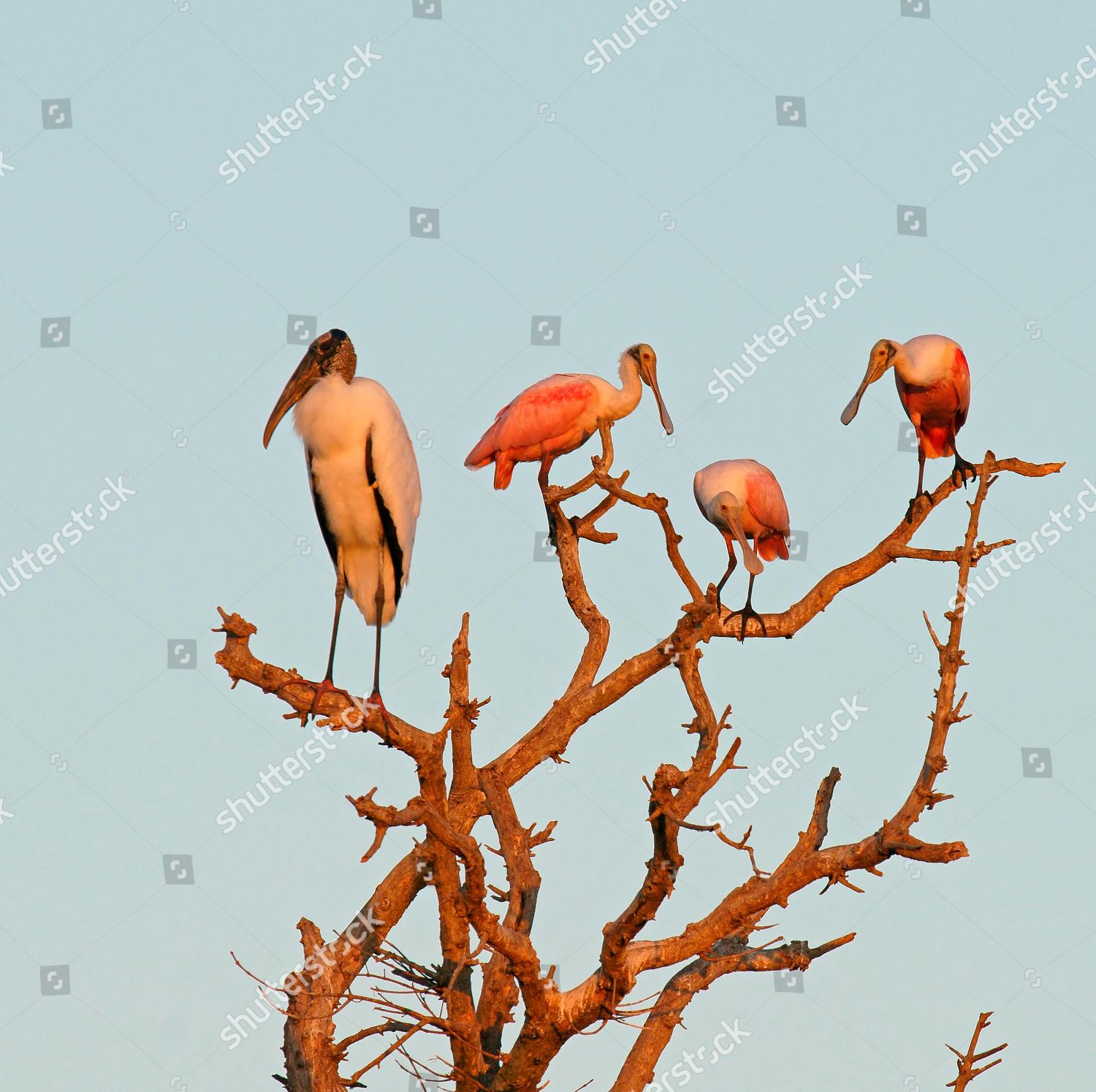 Wood Stork Mycteria Americana Roseate Spoonbill Editorial Stock Photo ...