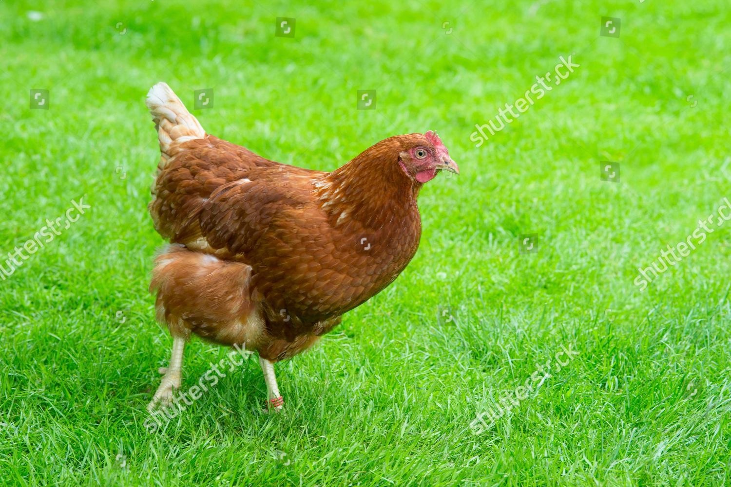 Brown Hybrid Hen Gallus Gallus Domesticus Editorial Stock Photo - Stock ...