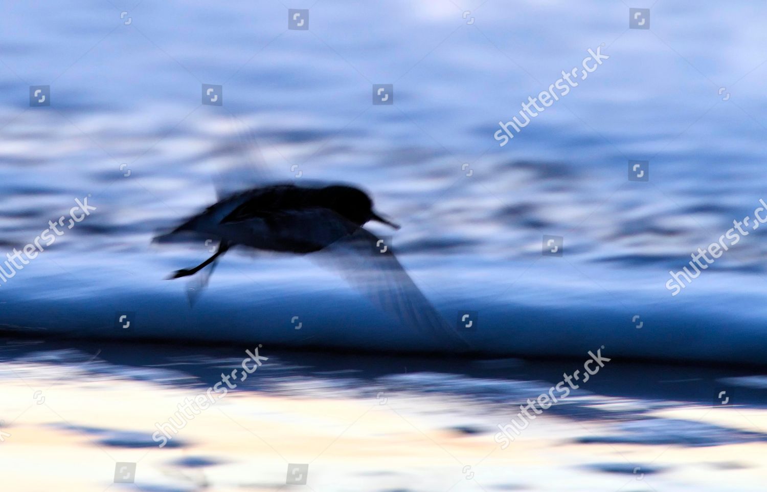 Flying Sanderling Calidris Alba Backlight Beach Editorial Stock Photo ...