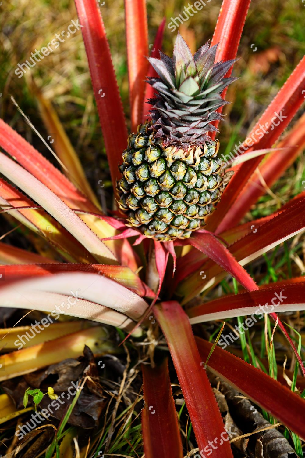 Wild Ananas Plant Fruit Ananas Papua Editorial Stock Photo - Stock ...