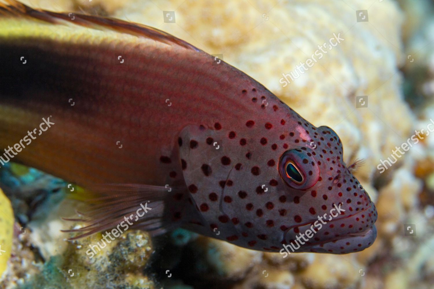 Blacksided Hawkfish Paracirrhites Forsteri Tufted Perch Editorial Stock ...