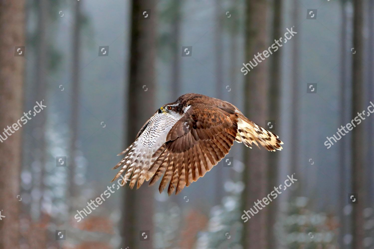 Northern Goshawk Accipiter Gentilis Adult Winter Editorial Stock Photo ...