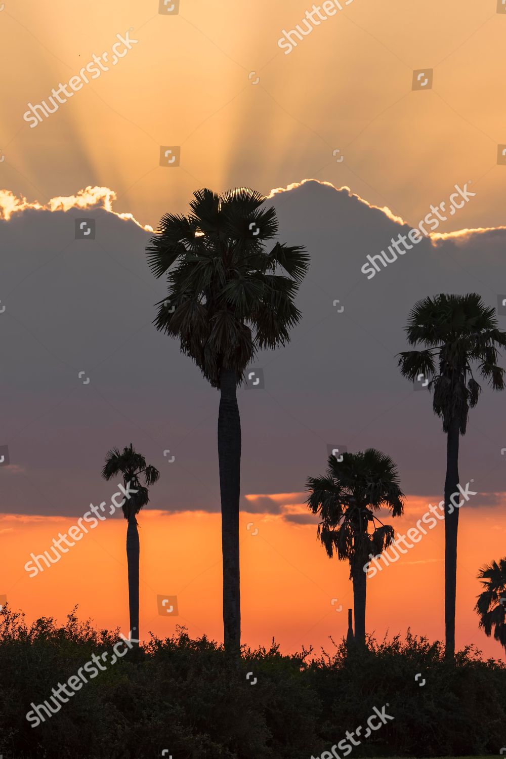 MAKALANI PALM TREES HYPHAENE PERTERSIANA SUNSET Editorial Stock Photo ...