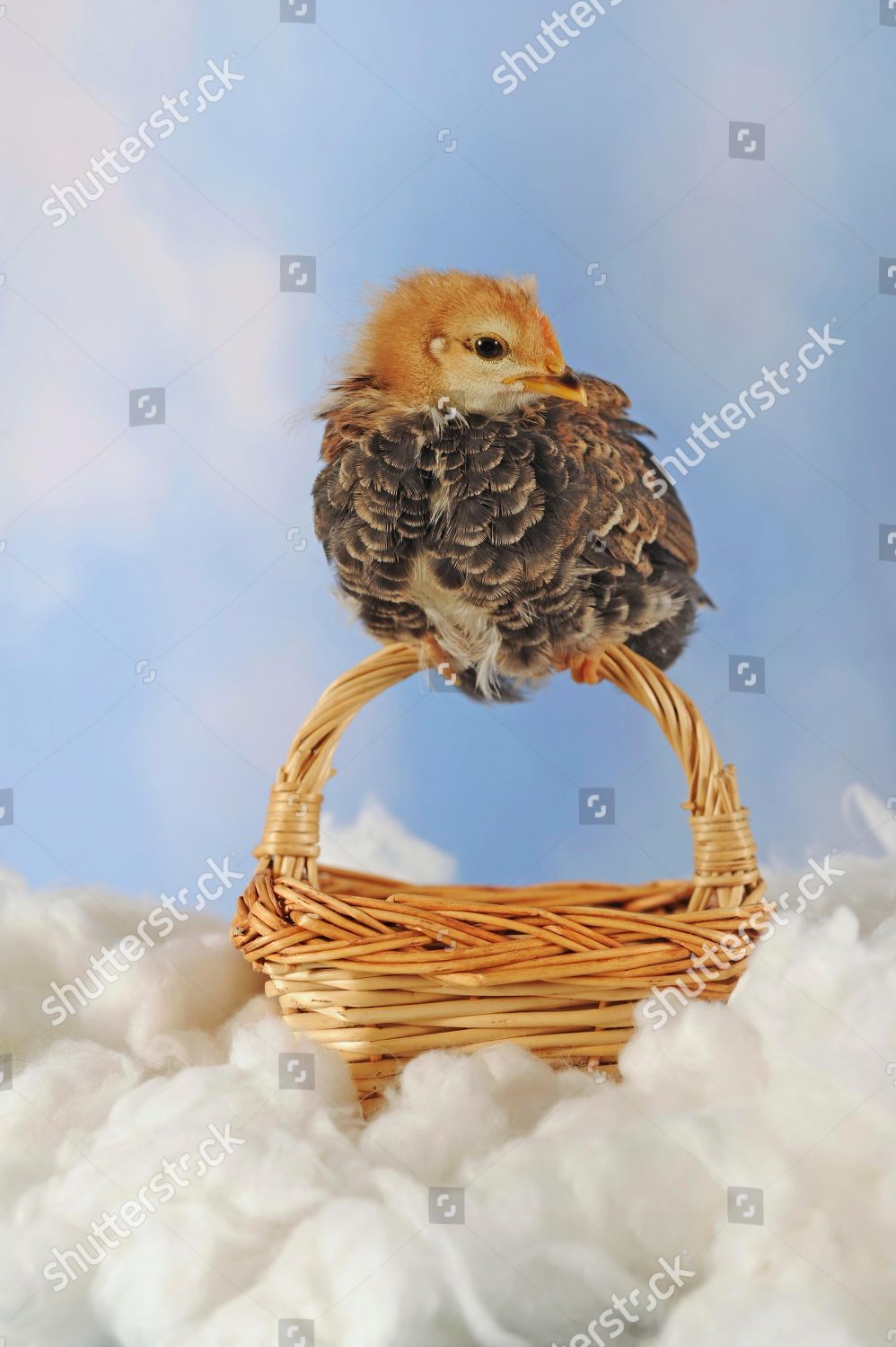 Domestic Chicken Chick 1 Week Old Editorial Stock Photo - Stock Image ...