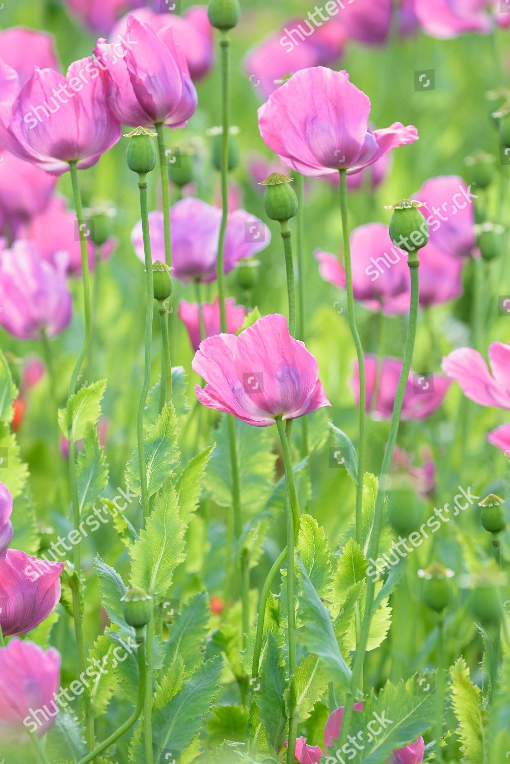 Pink Flowering Opium Poppy Papaver Somniferum Editorial Stock Photo ...