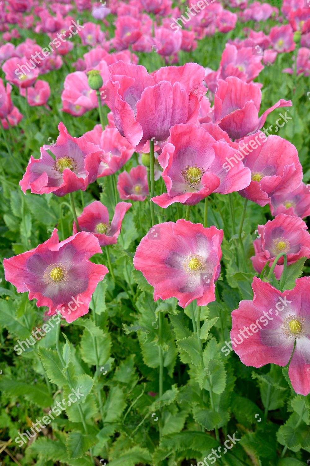 Pink Flowering Opium Poppy Papaver Somniferum Editorial Stock Photo ...