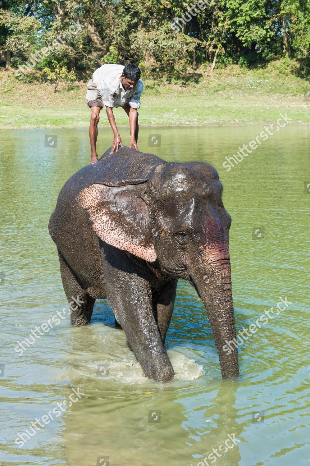 Mahout Stands On Back His Indian Editorial Stock Photo - Stock Image ...