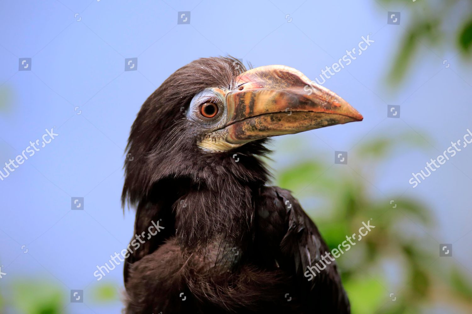 Visayan Hornbill Penelopides Panini Panini Adult Editorial Stock Photo ...
