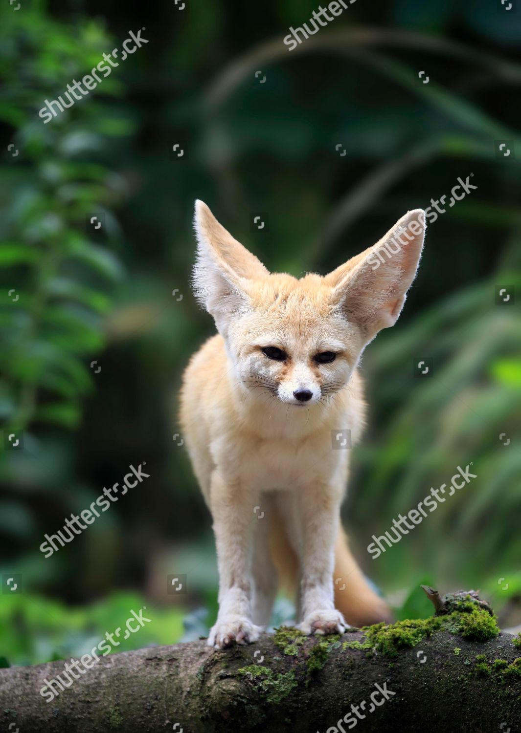 Fennec Fennec Fox Vulpes Zerda Adult Editorial Stock Photo - Stock ...