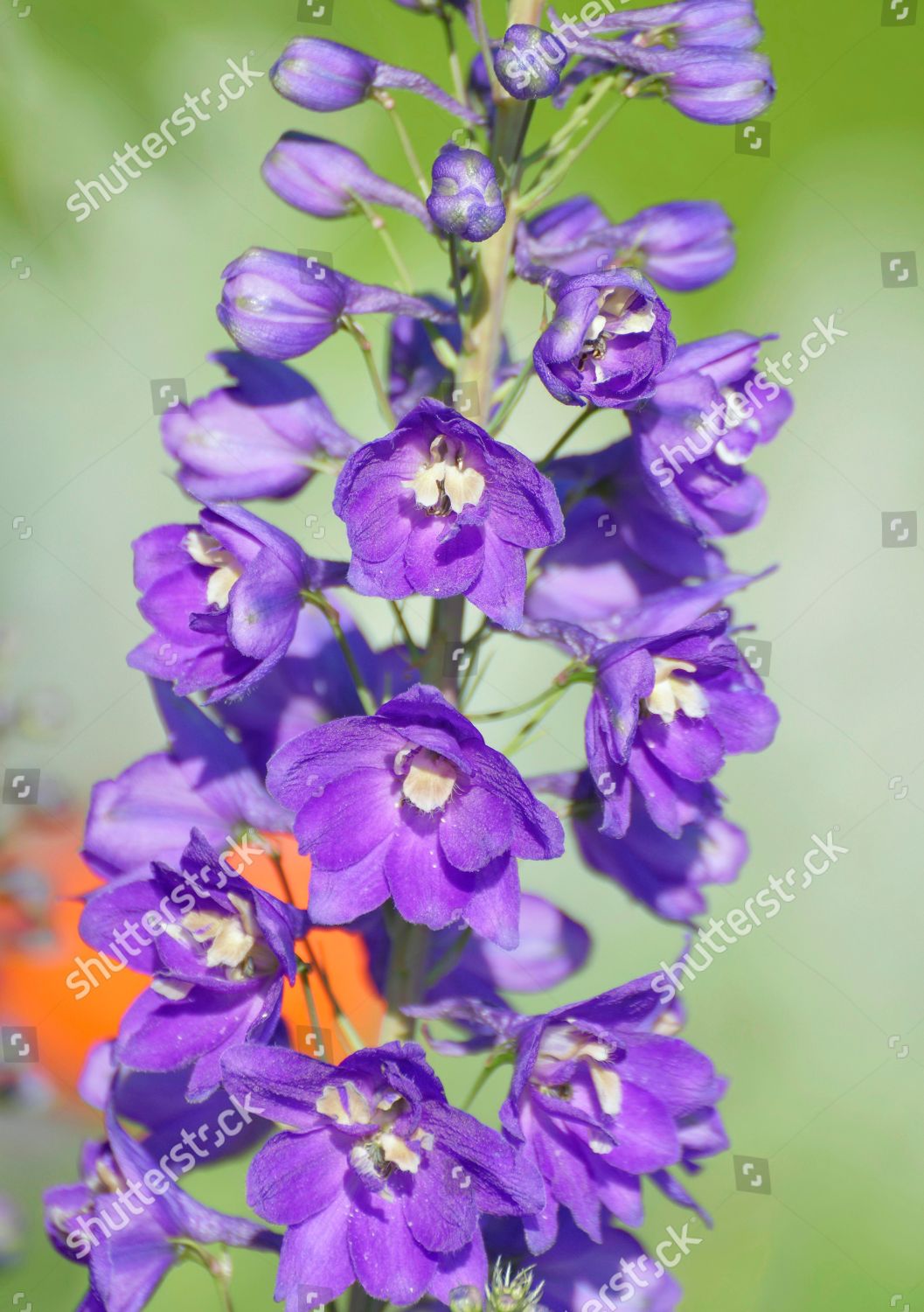 Larkspur Delphinium Sp L Violet Blossom Editorial Stock Photo - Stock ...