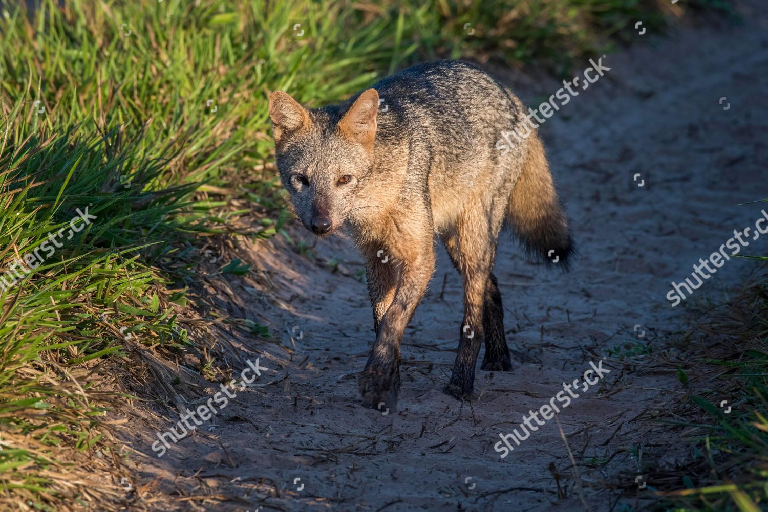 Hoary Fox Lycalopex Vetulus Walking On Editorial Stock Photo - Stock ...