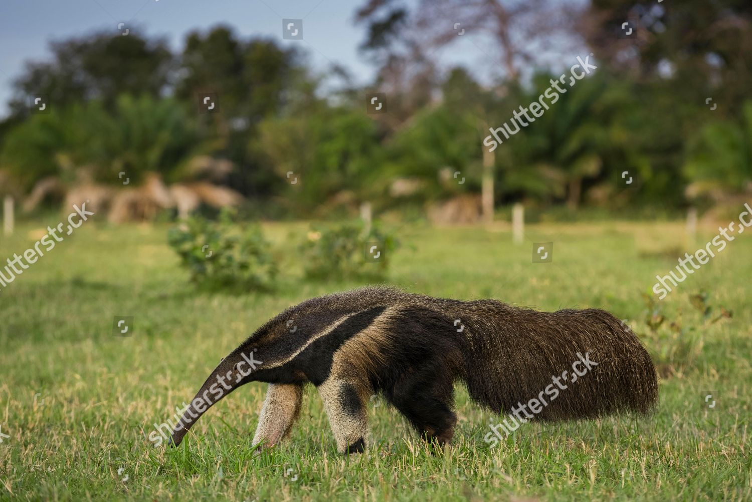 Giant Anteater Myrmecophaga Tridactyla Habitat Pantanal Editorial Stock ...