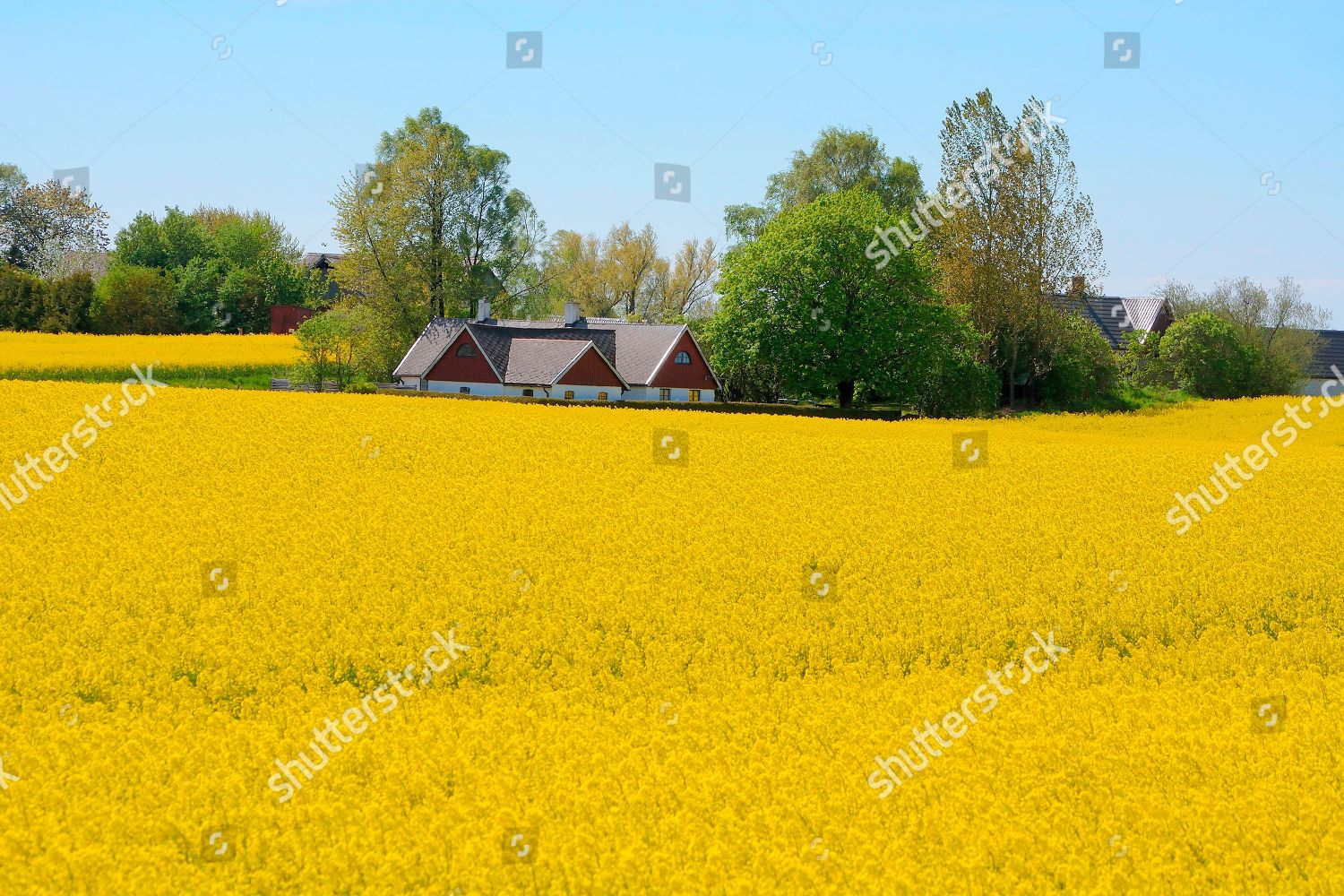 Field Rape Farm Rynge Scania South Editorial Stock Photo - Stock Image ...