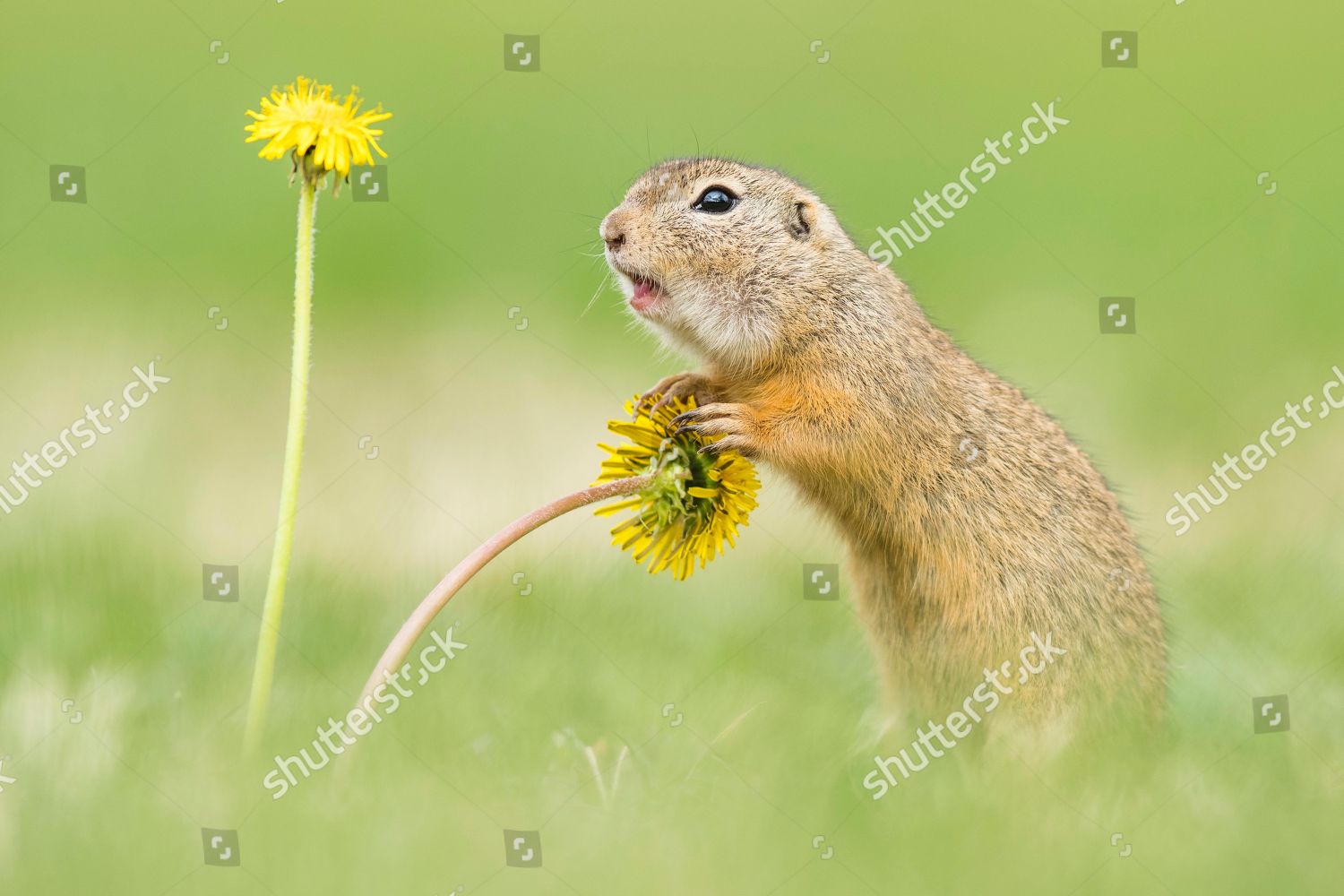 European Ground Squirrel Spermophilus Citellus Sniffing Editorial Stock ...
