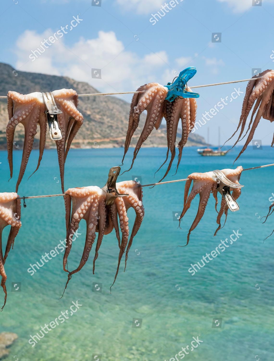 Octopuses Hung Dry On Washing Lines Editorial Stock Photo - Stock Image ...