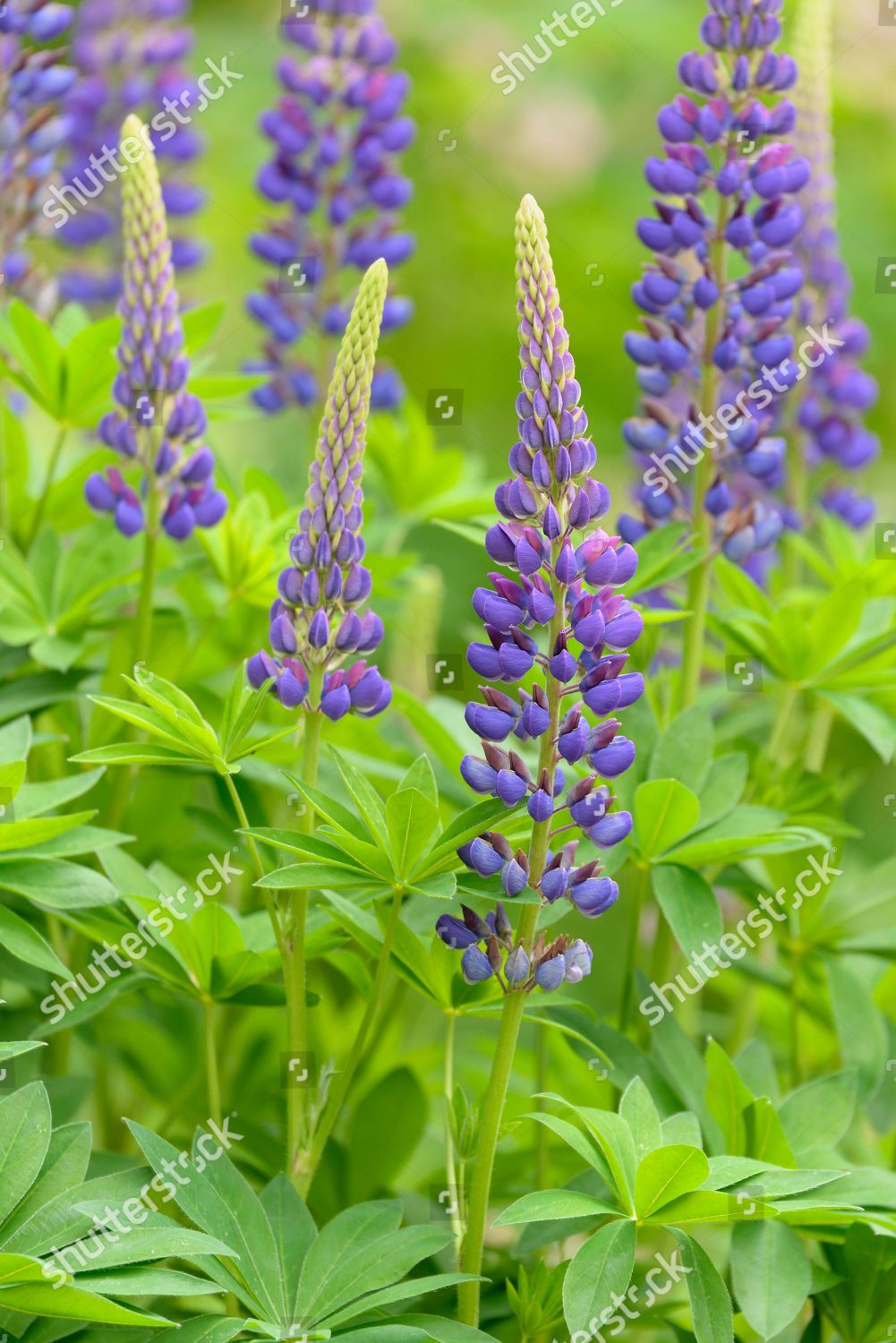 Lupins Lupinus Sp Blue Blossom North Editorial Stock Photo - Stock ...