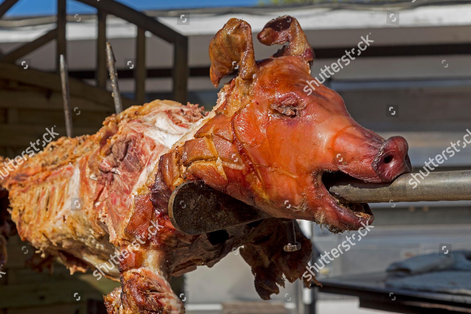 Suckling Pig On Spit Mecklenburgwestern Pomerania Editorial Stock Photo ...