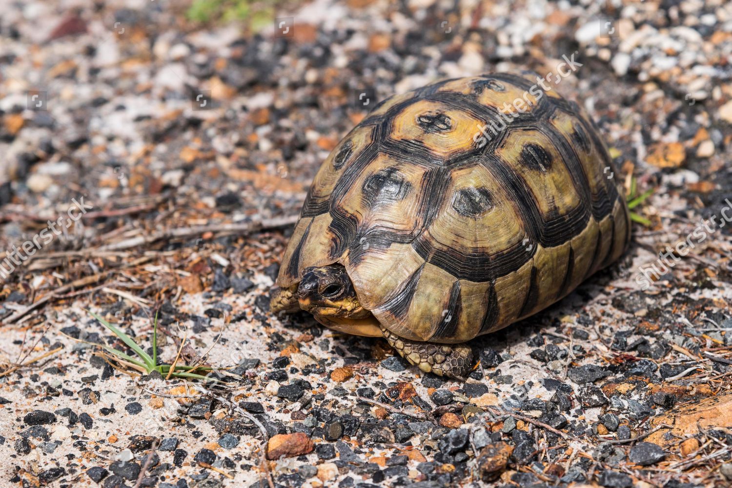 Angulate Tortoise Chersina Angulata Retracted Head Editorial Stock ...