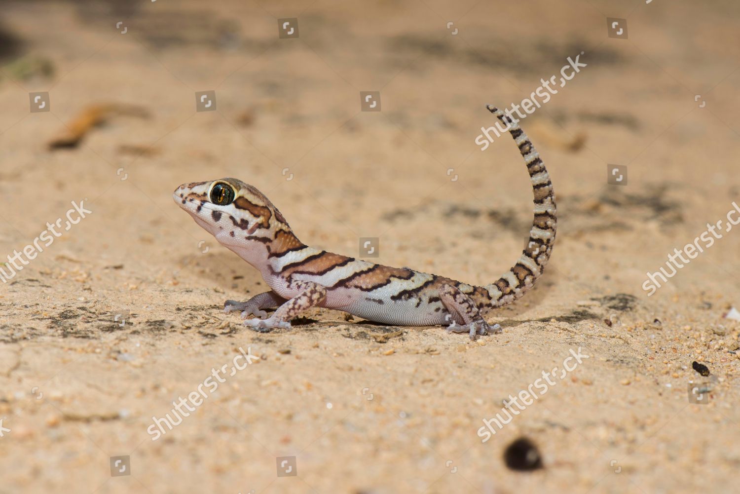 Madagascar Largehead Gecko Paroedura Picta Botanical Editorial Stock ...