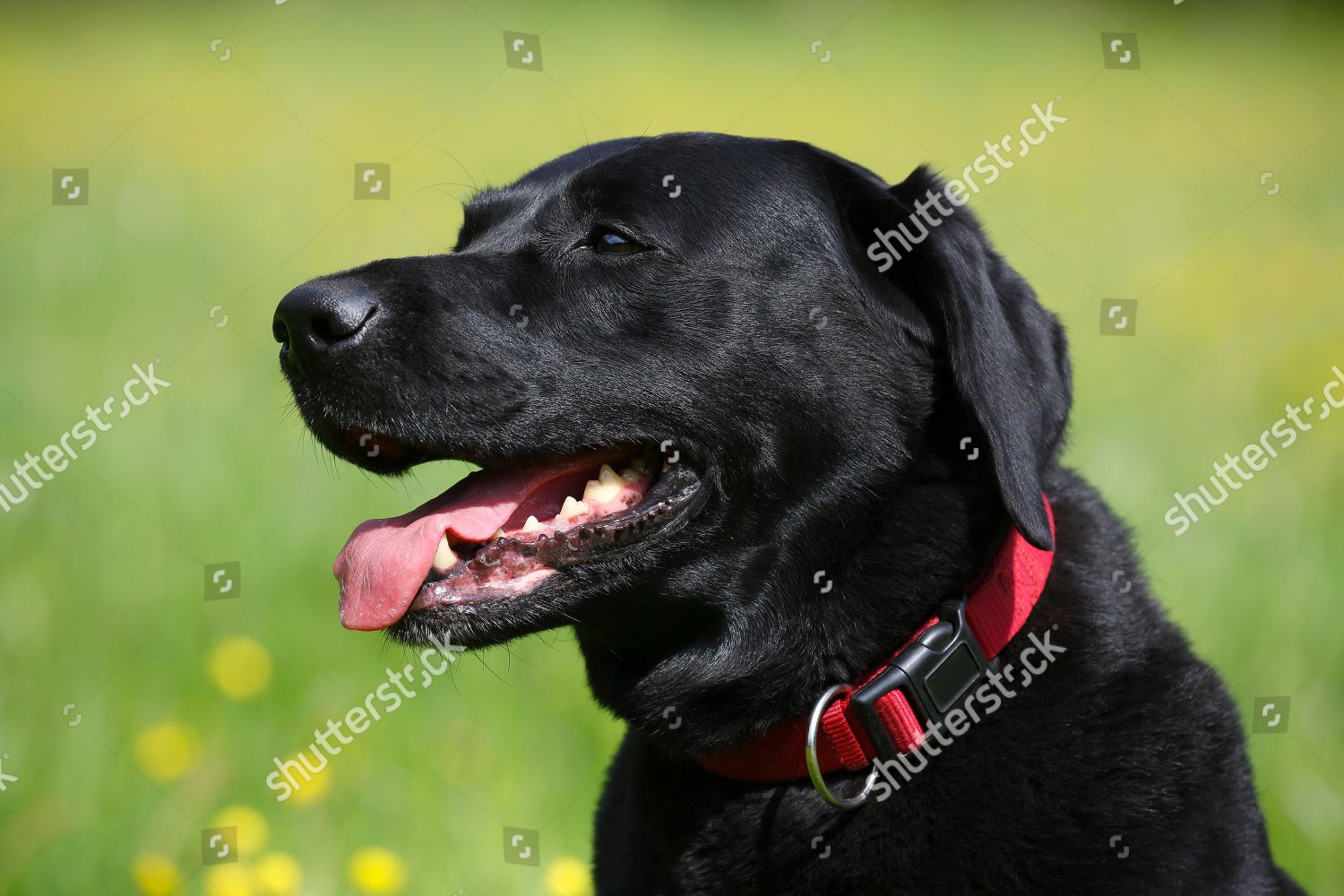 Black Labrador Retriever Canis Lupus Familiaris Editorial Stock Photo ...