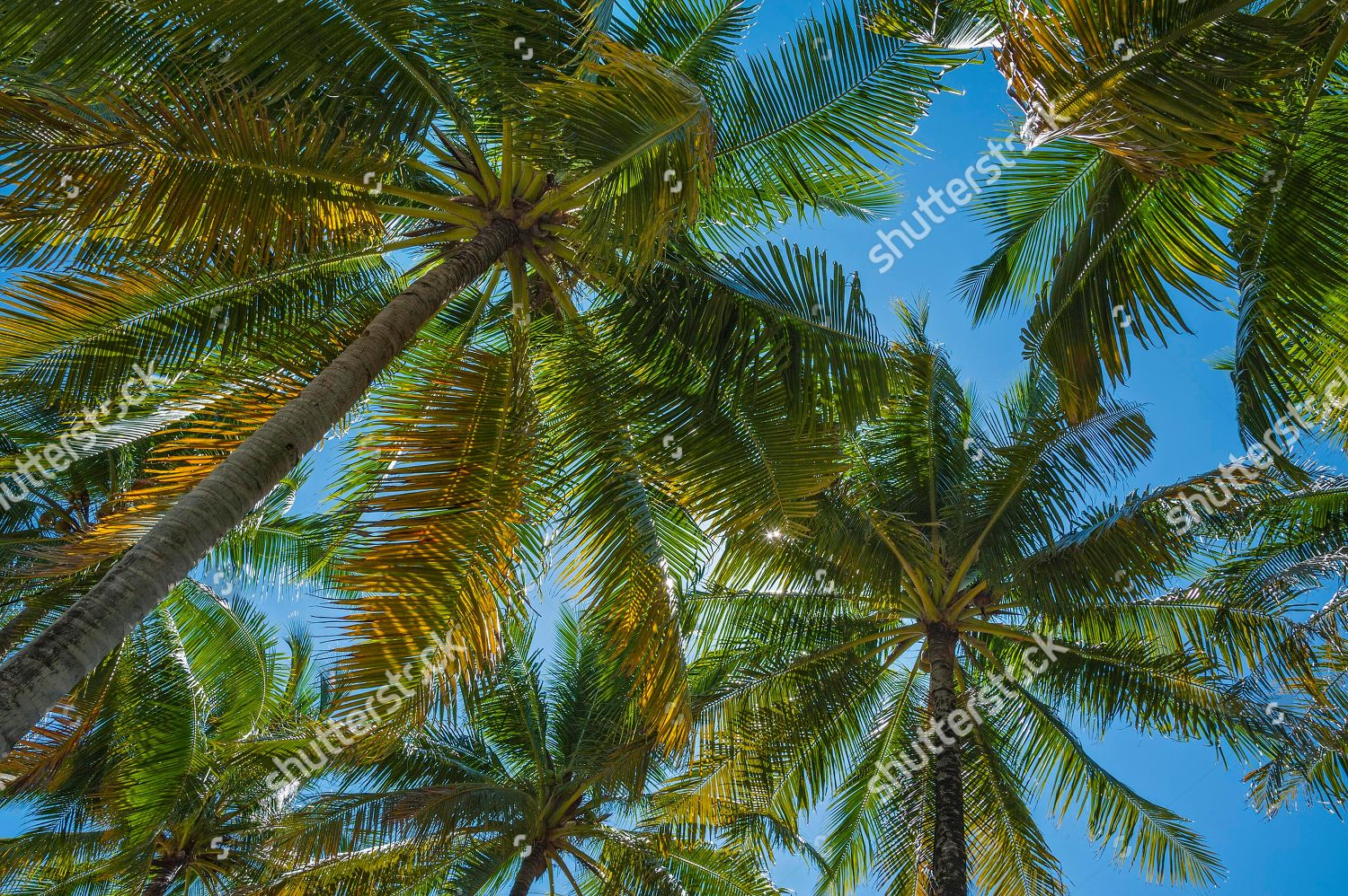 Coconut Trees Cocos Nucifera Arborek Island Editorial Stock Photo ...