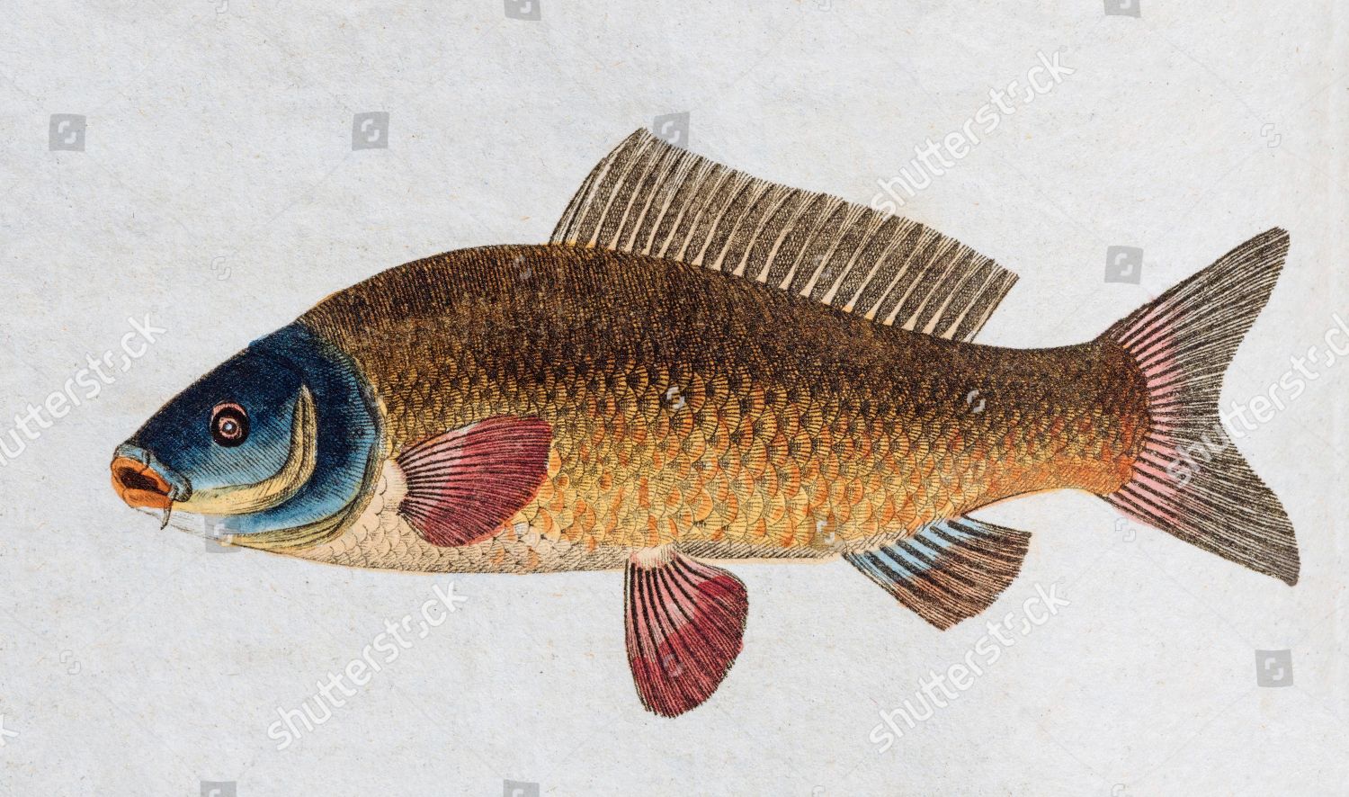 Common Carp Cyprinus Carpio Handcoloured Copper Editorial Stock Photo ...