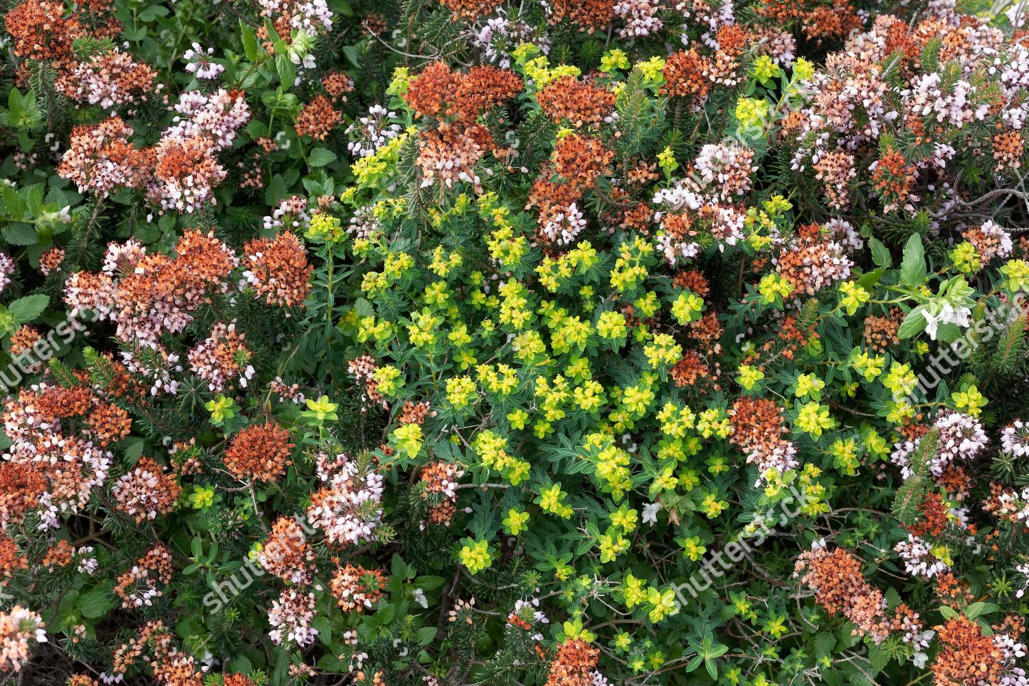 Heather Vegetation Mediterranean Heather Erica Multiflora Editorial ...