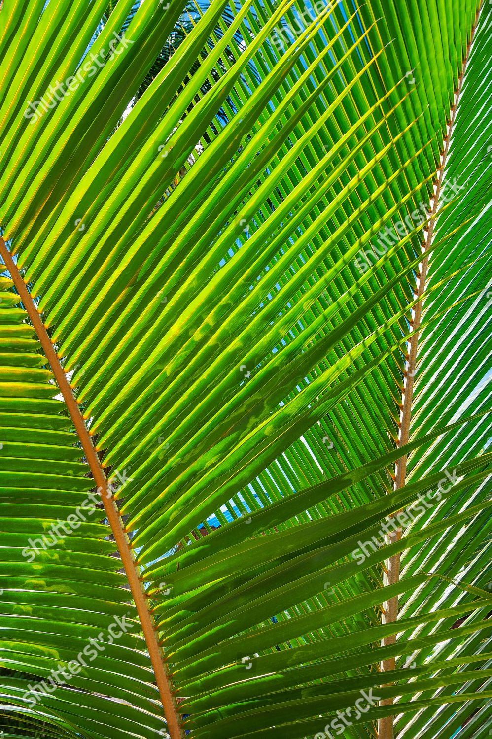 Palm Leaf Coconut Tree Cocos Nucifera Editorial Stock Photo - Stock ...