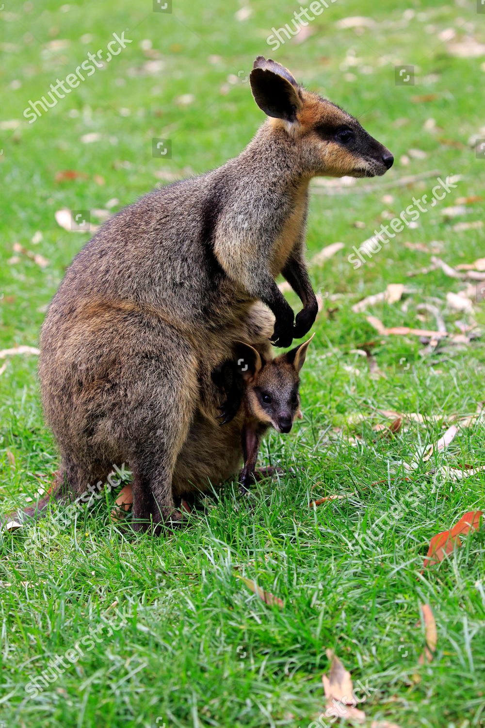 Agile Wallaby Macropus Agilis Adult Young Editorial Stock Photo - Stock ...